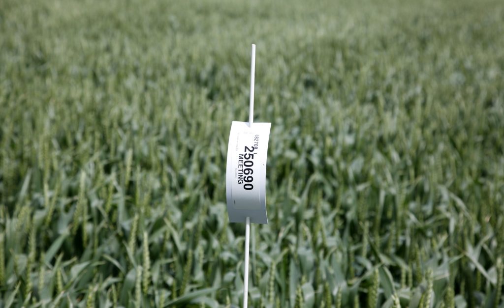 Wintertarwe - Van de Bilt